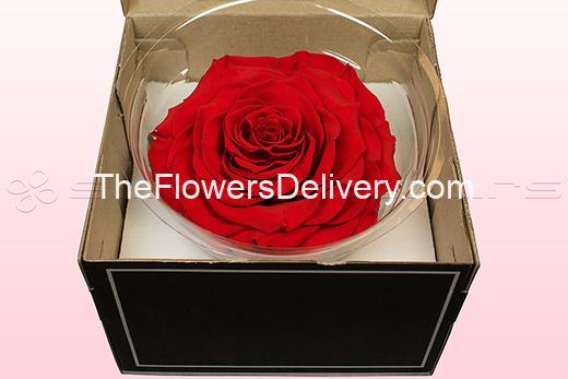 Forever Red Rose In Pakiatan,UK - Ever Lasting Rose in Lahore,Karachi
